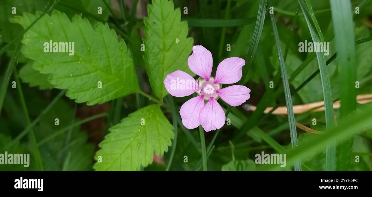 Arctic raspberry (Rubus arcticus Stock Photo - Alamy