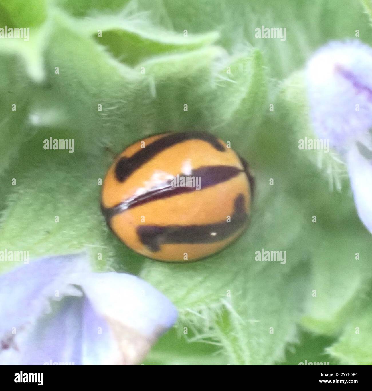 Micraspis hi-res stock photography and images - Alamy