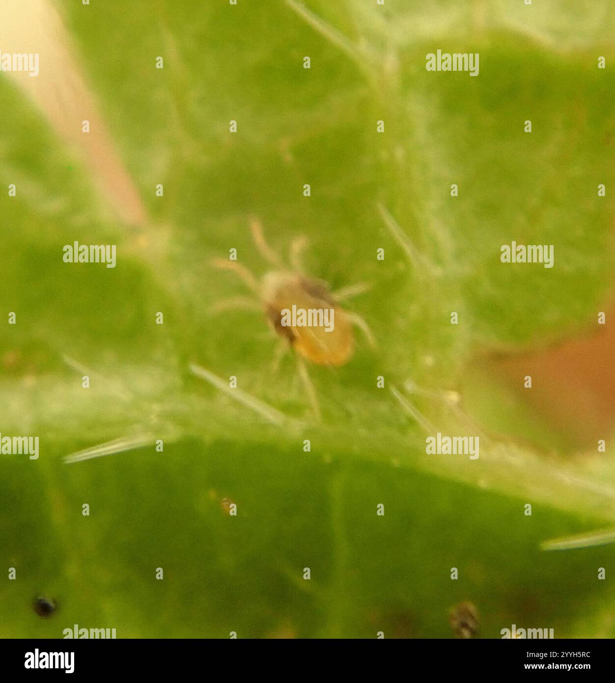 Twospotted Spider Mite (Tetranychus urticae Stock Photo - Alamy