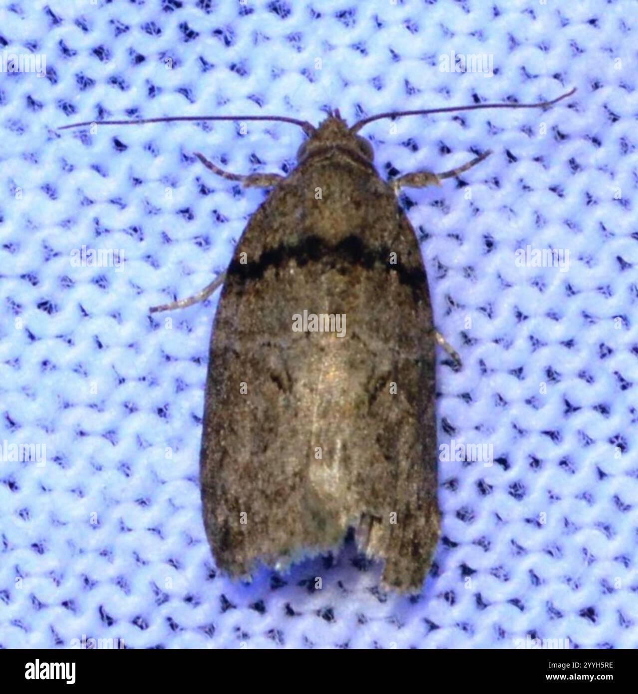 Black-olive Caterpillar Moth (Garella nilotica Stock Photo - Alamy