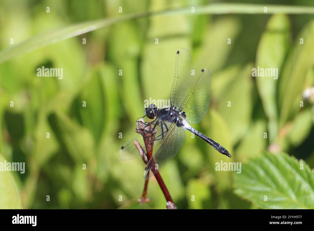 Frosted Whiteface (Leucorrhinia frigida Stock Photo - Alamy