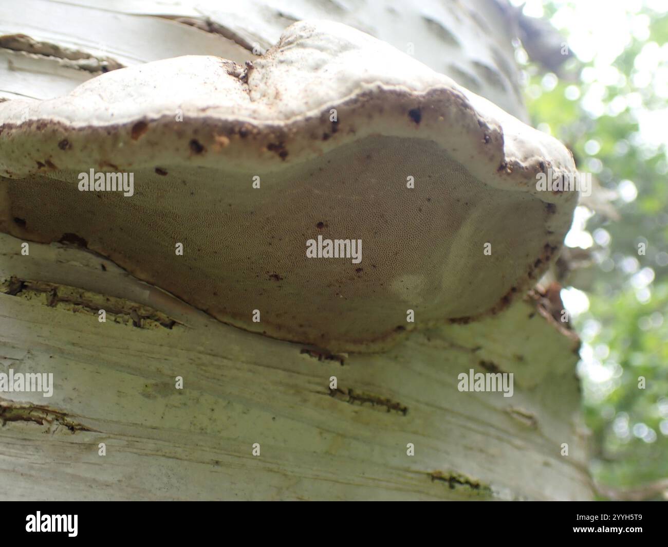 birch polypore (Fomitopsis betulina Stock Photo - Alamy