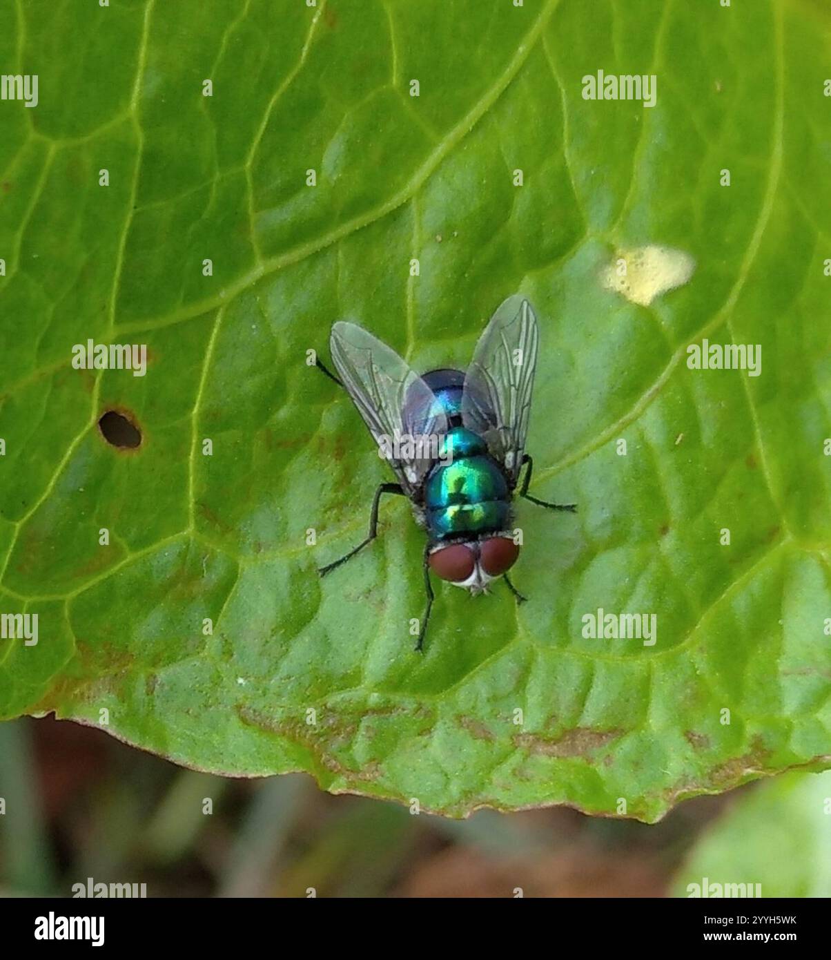 Banded Blowfly (Chrysomya albiceps Stock Photo - Alamy