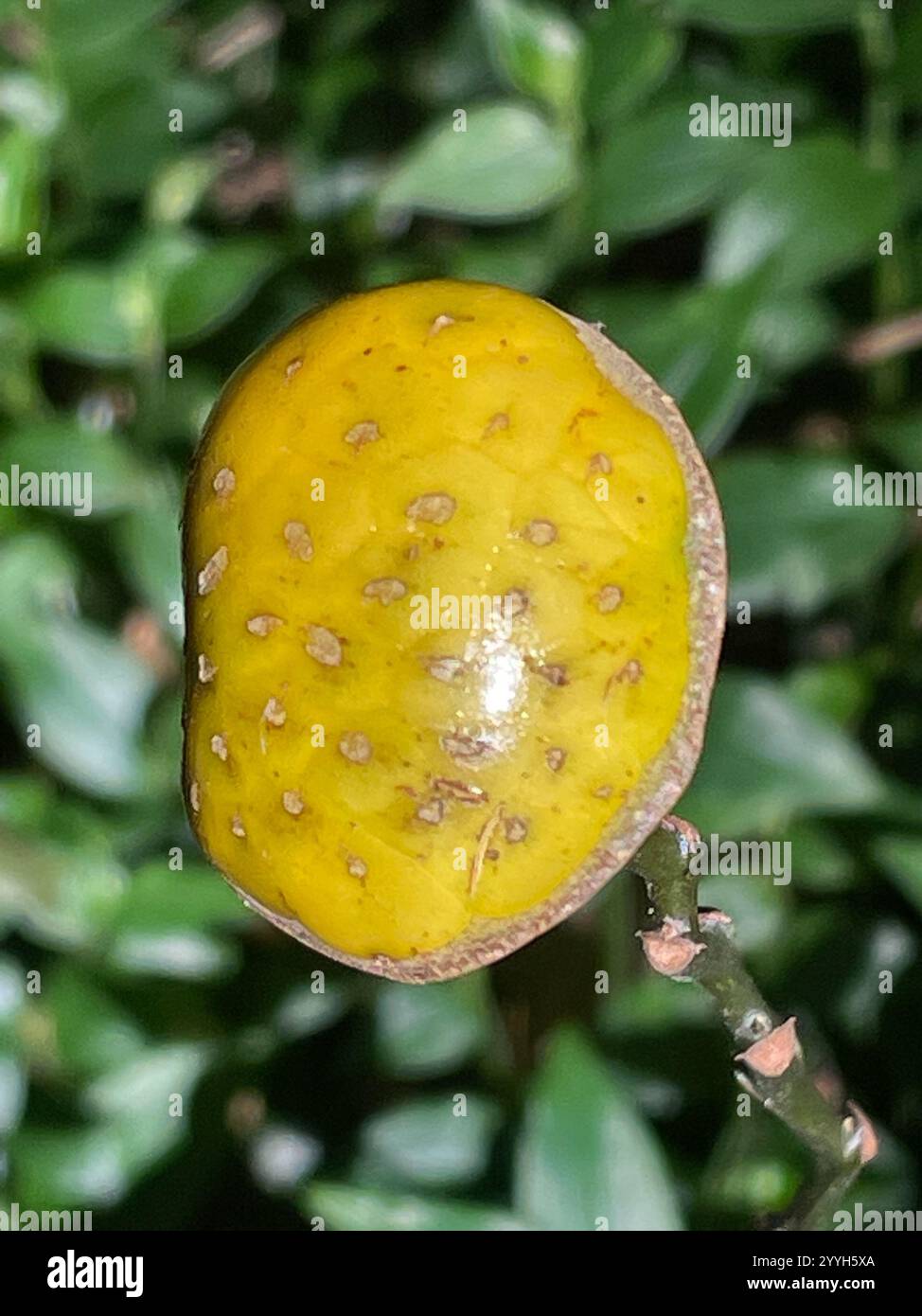 Eupomatia hi-res stock photography and images - Alamy