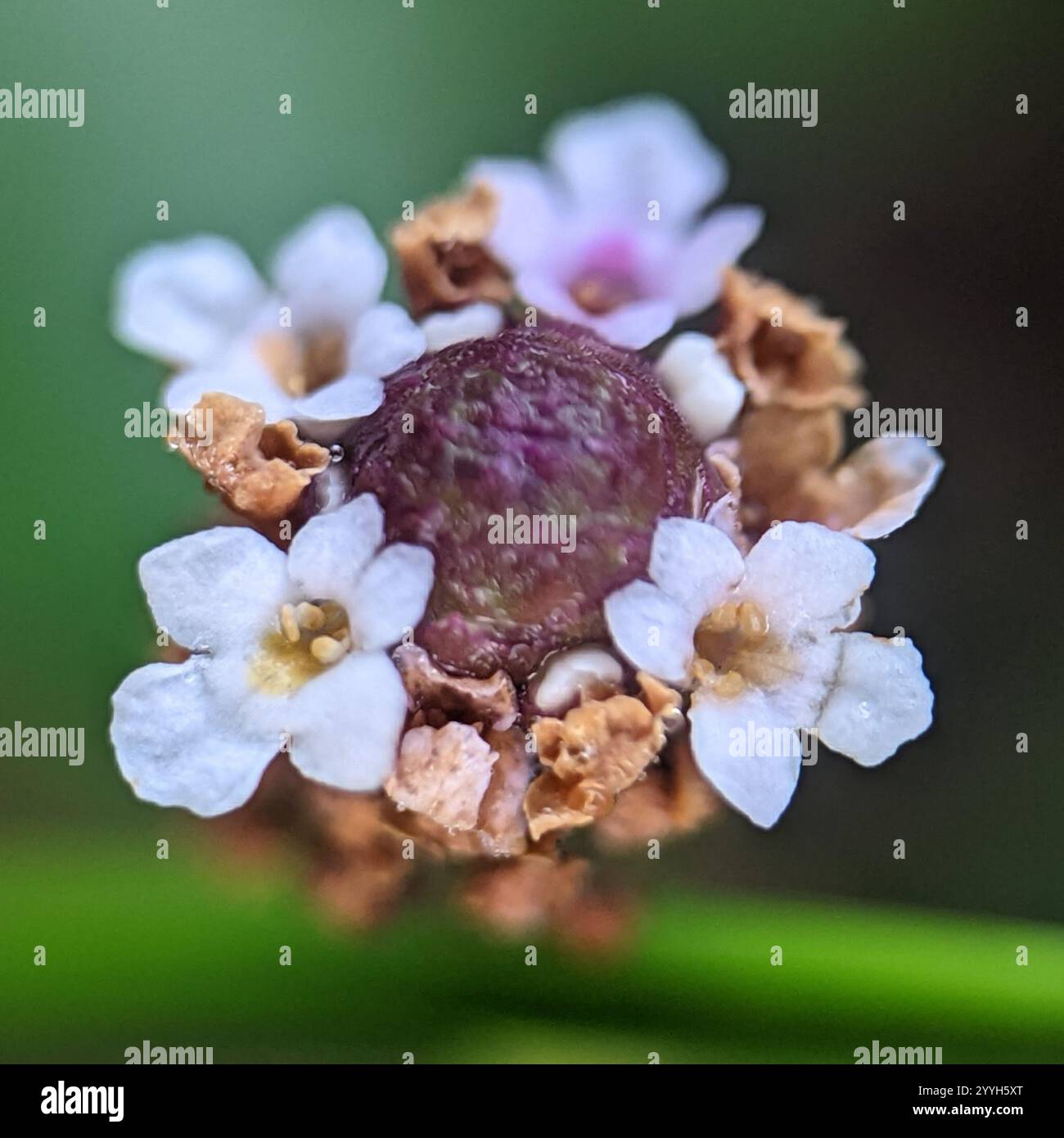 turkey tangle frogfruit (Phyla nodiflora Stock Photo - Alamy