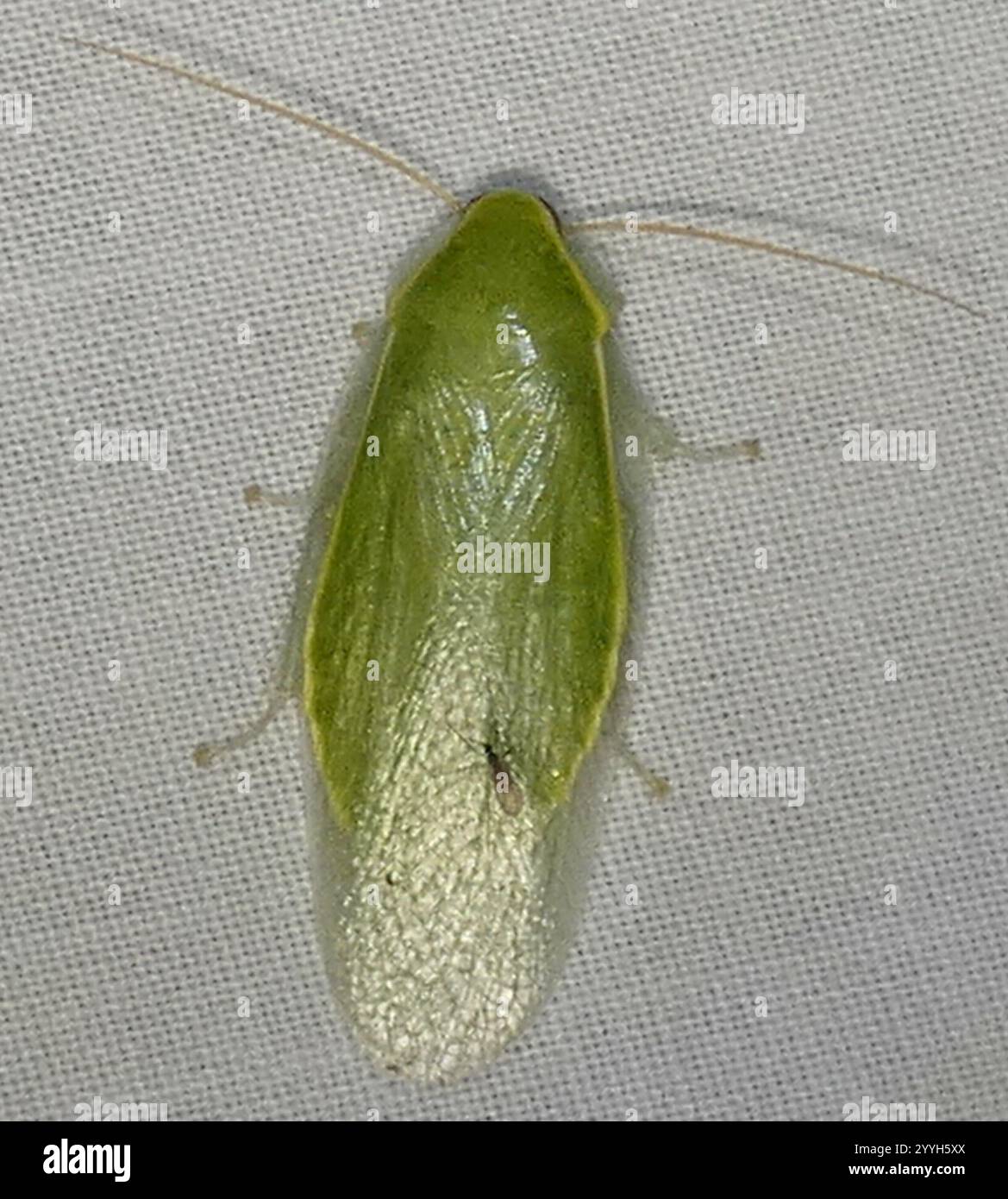 Banana Cockroach (Panchlora nivea Stock Photo - Alamy