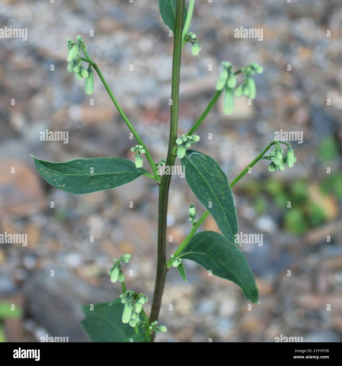 three-leaved rattlesnake root (Nabalus trifoliolatus Stock Photo - Alamy
