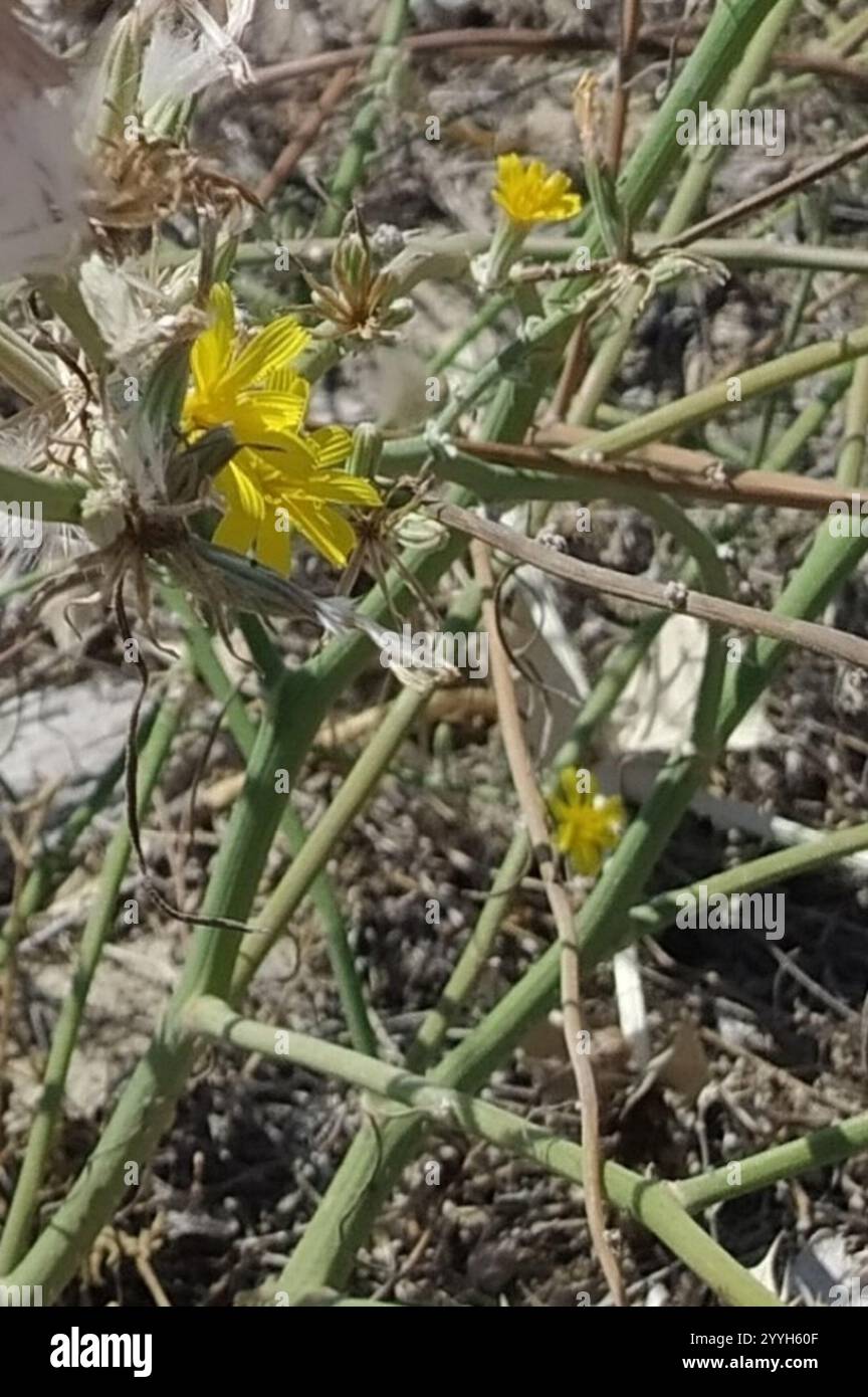 Rush Skeletonweed (Chondrilla juncea Stock Photo - Alamy