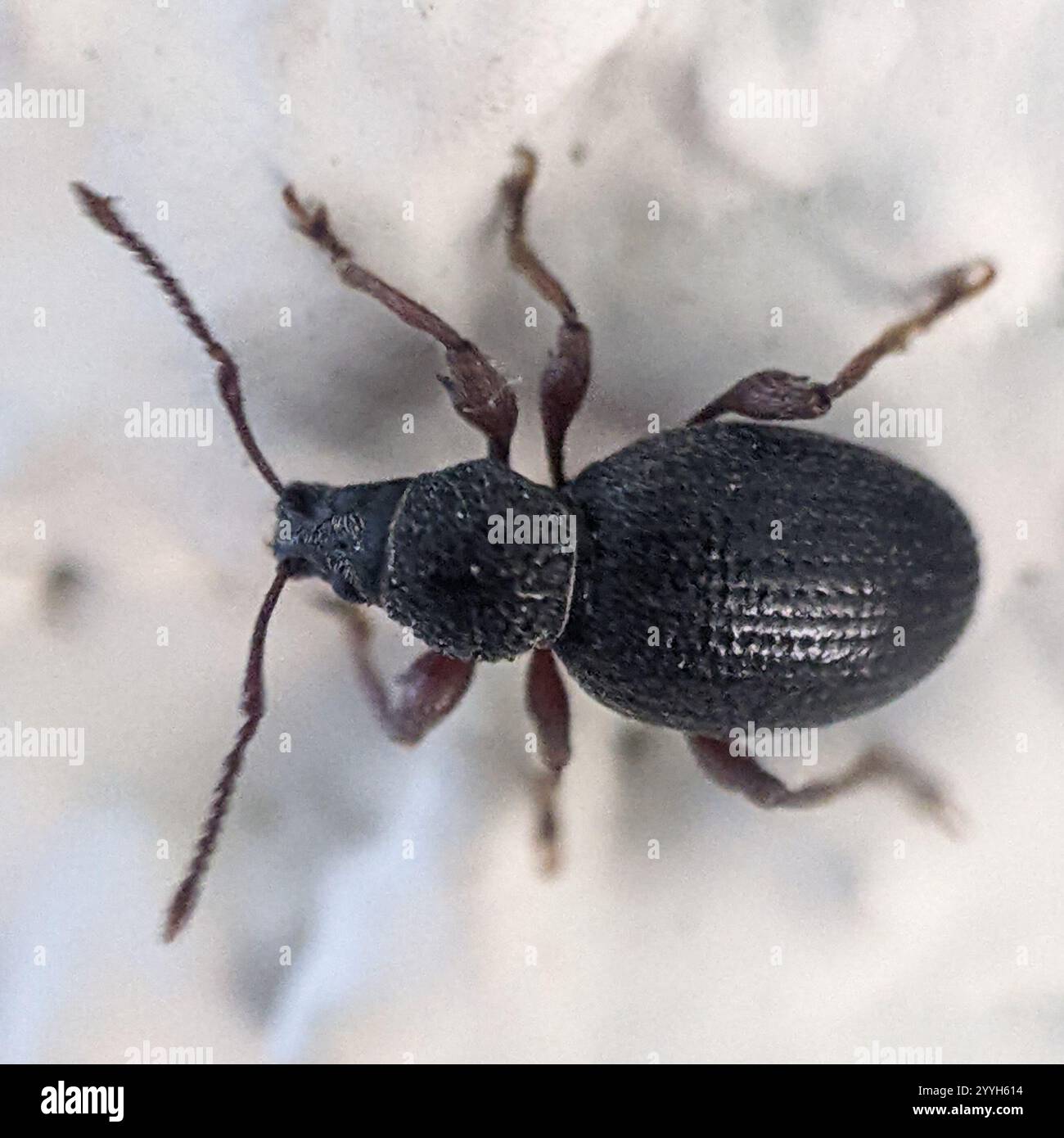 Strawberry Root Weevil (Otiorhynchus ovatus Stock Photo - Alamy