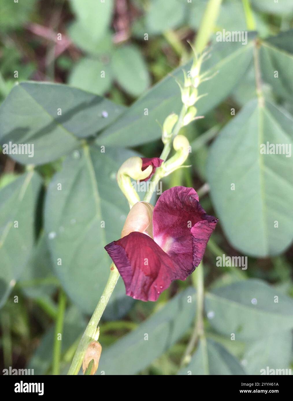 Phasey Bean (Macroptilium lathyroides Stock Photo - Alamy