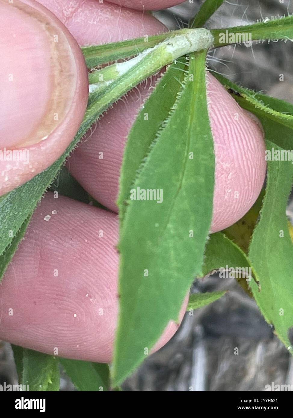 Slender Scratch Daisy (Croptilon divaricatum Stock Photo - Alamy
