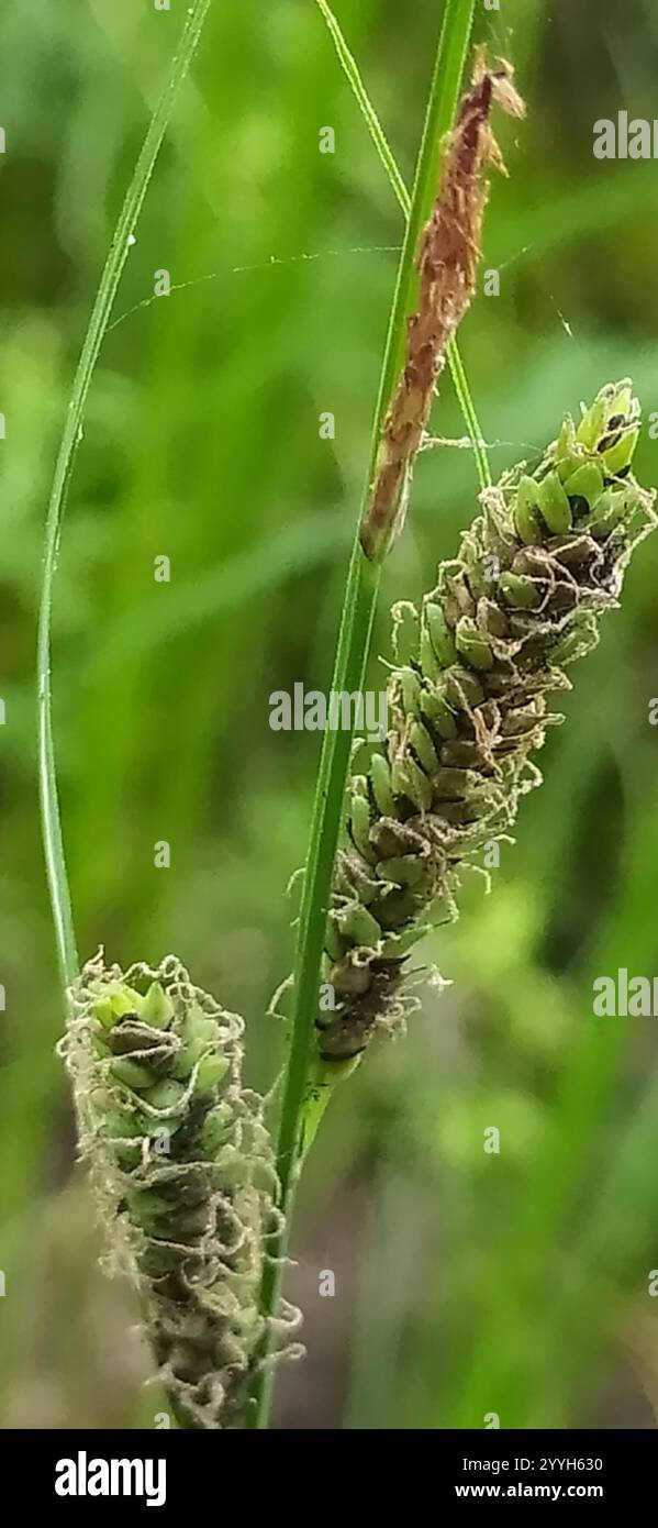 smooth black sedge (Carex nigra Stock Photo - Alamy
