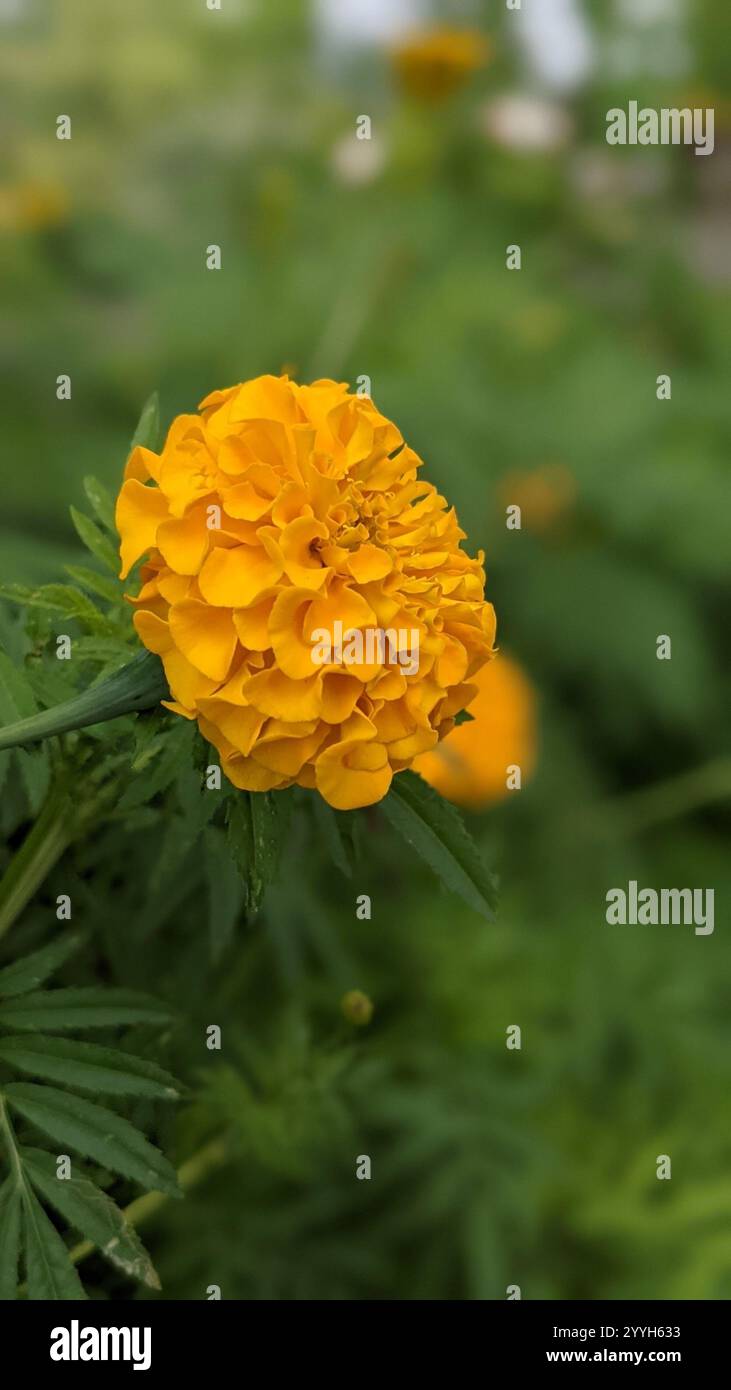 Mexican marigold (Tagetes erecta Stock Photo - Alamy