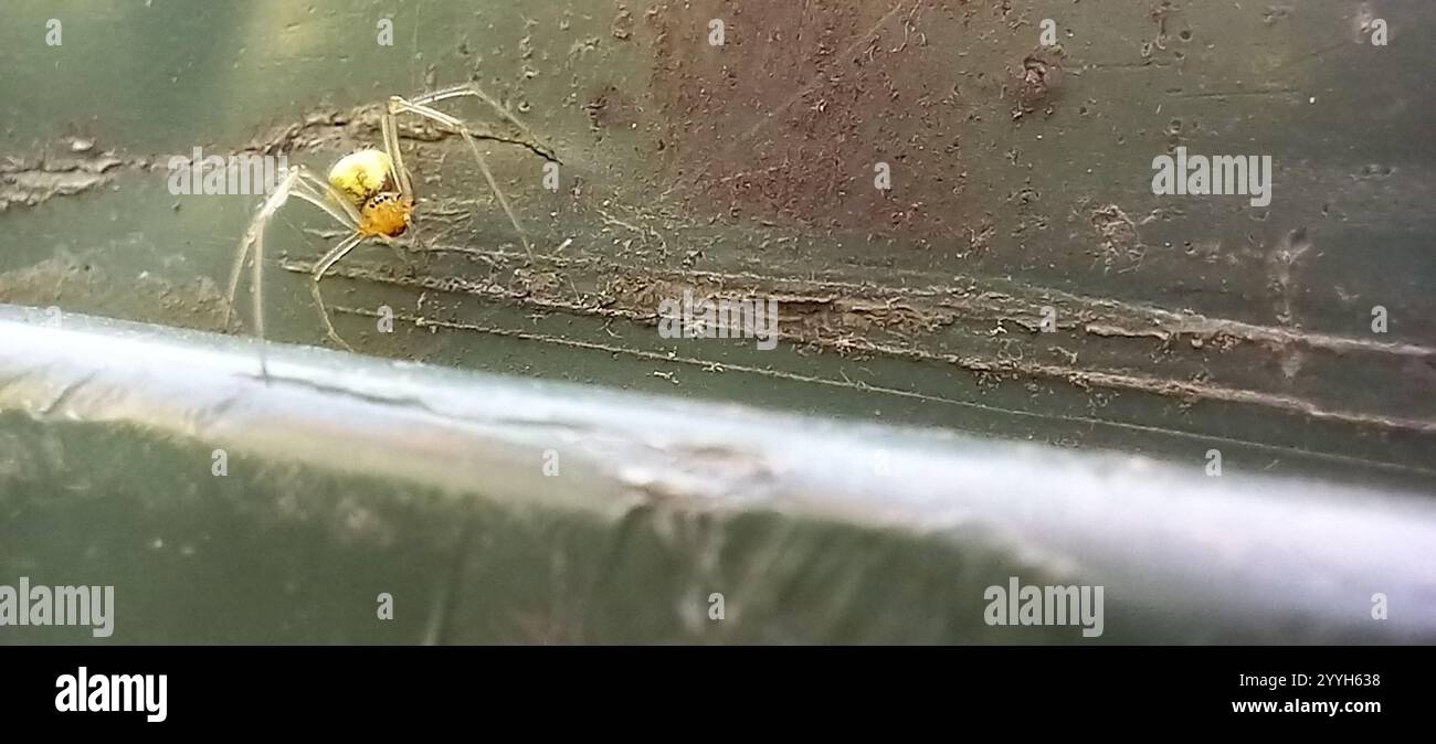 Common candy-striped spider (Enoplognatha ovata Stock Photo - Alamy
