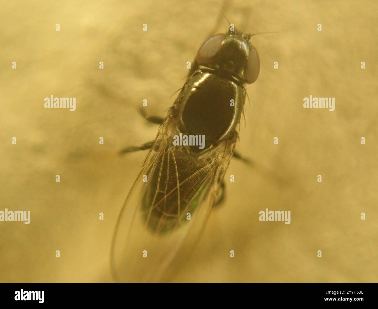 Freeloader flies hi-res stock photography and images - Alamy