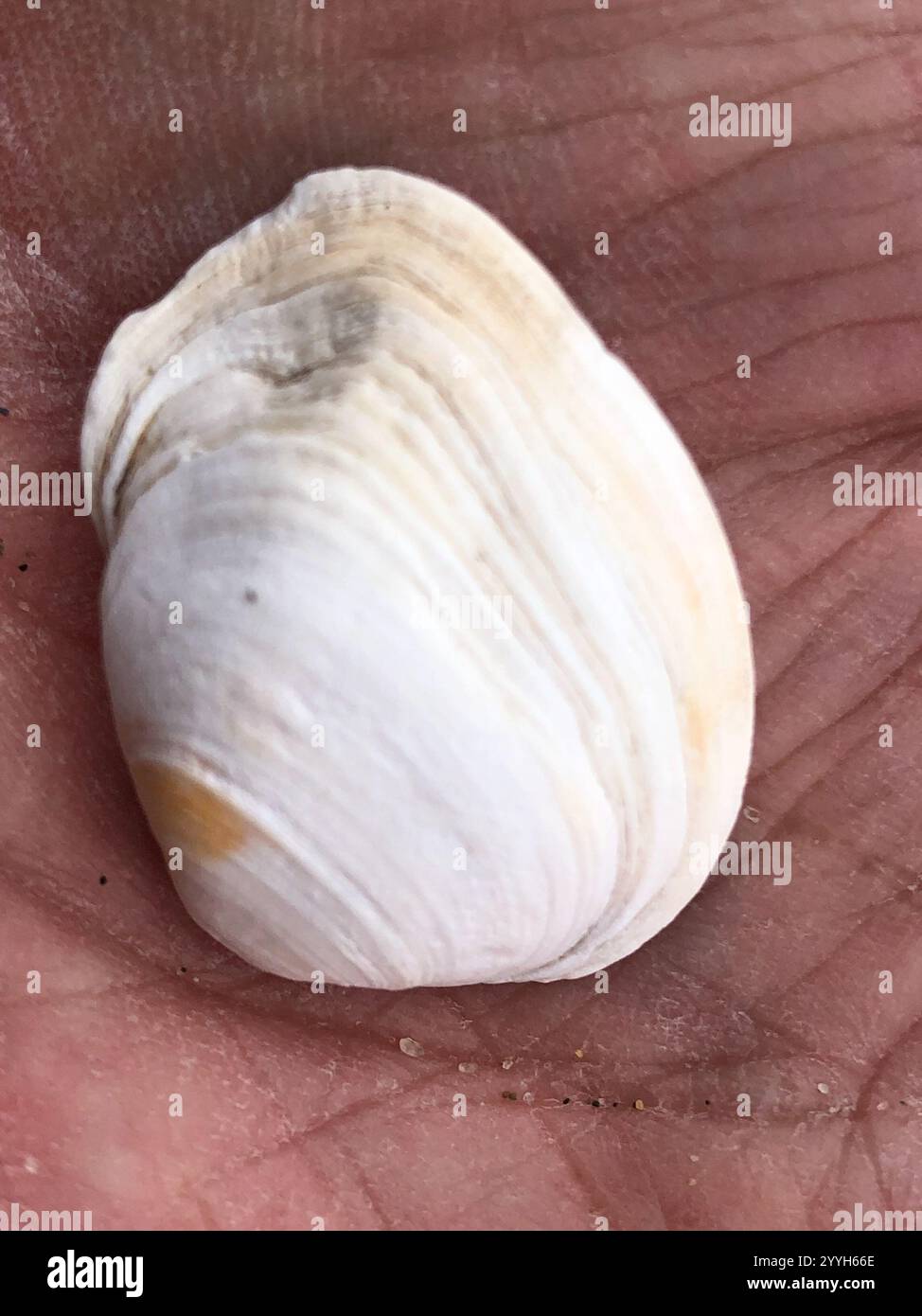 Hearty Petricola (Petricola carditoides Stock Photo - Alamy
