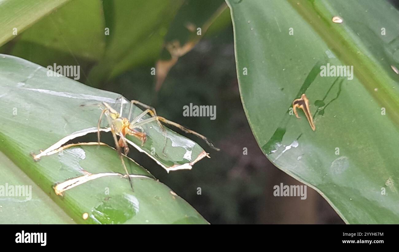 Translucent Green Jumping Spiders (Lyssomanes Stock Photo - Alamy