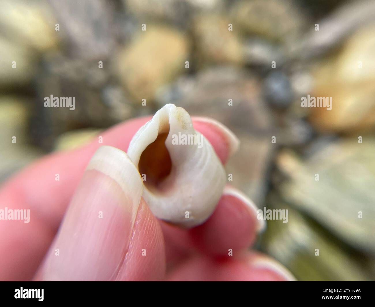 Atlantic Dogwhelk (Nucella lapillus Stock Photo - Alamy