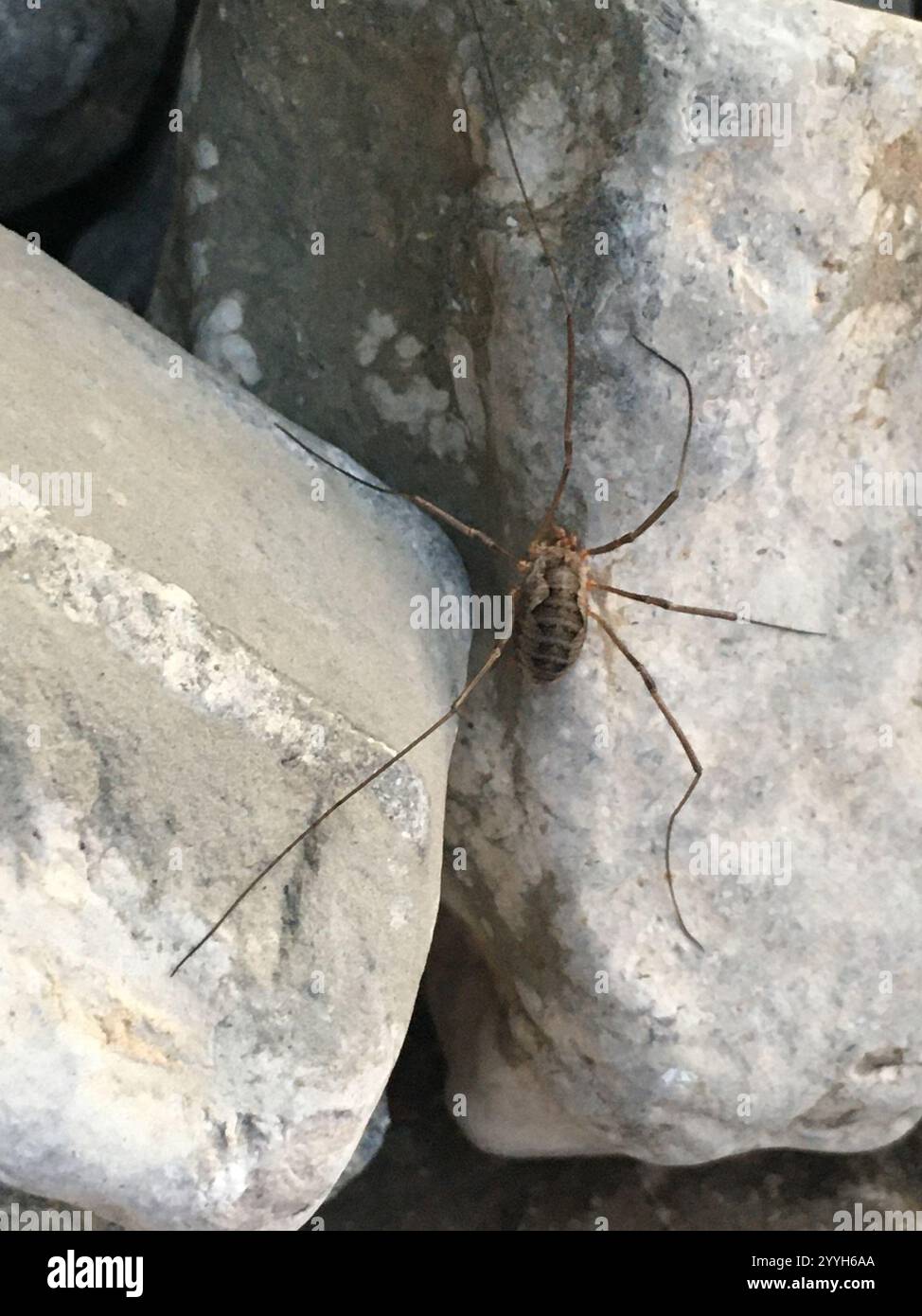 European Harvestman (Phalangium opilio Stock Photo - Alamy