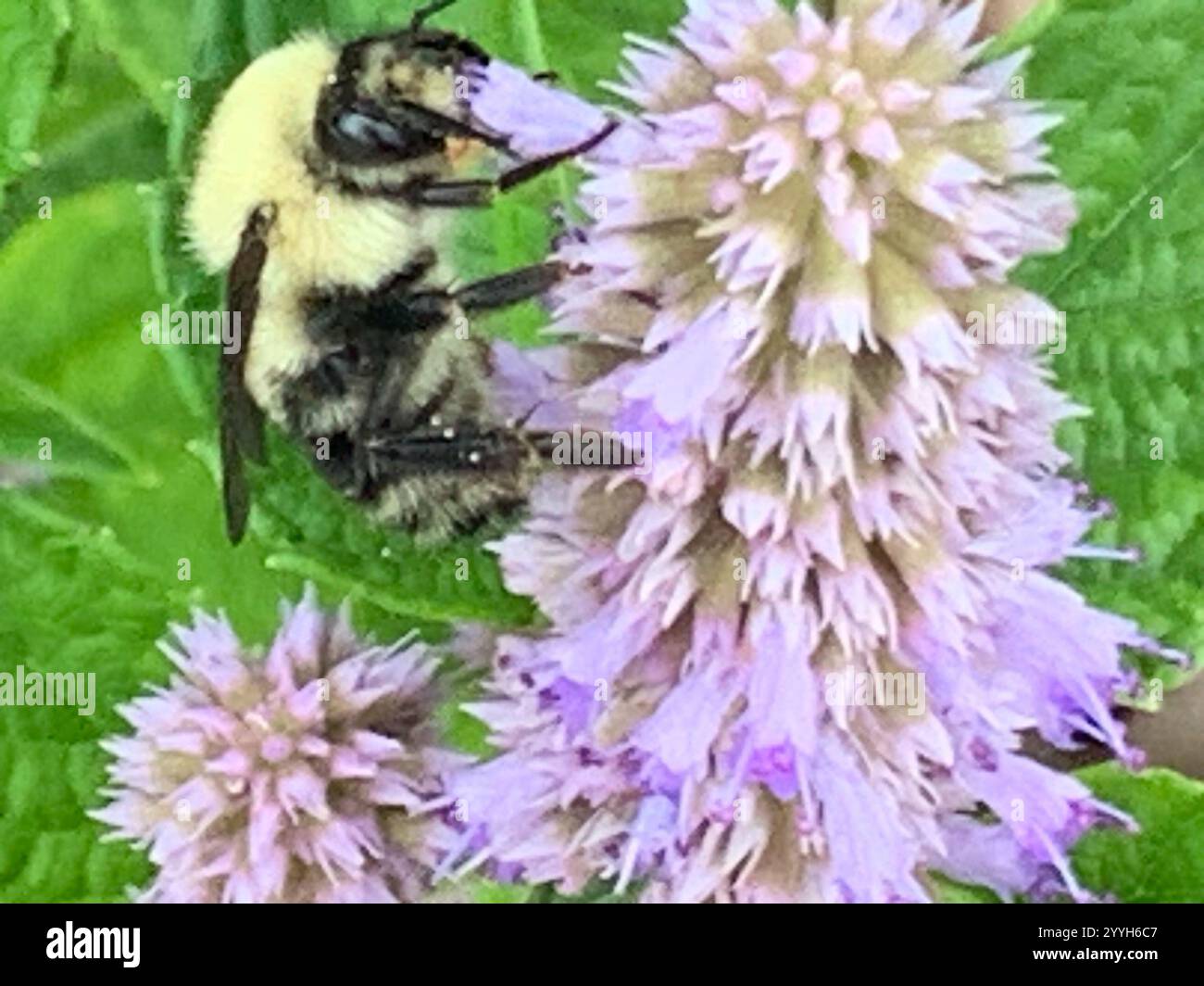 Two spotted bumble bee hi-res stock photography and images - Alamy