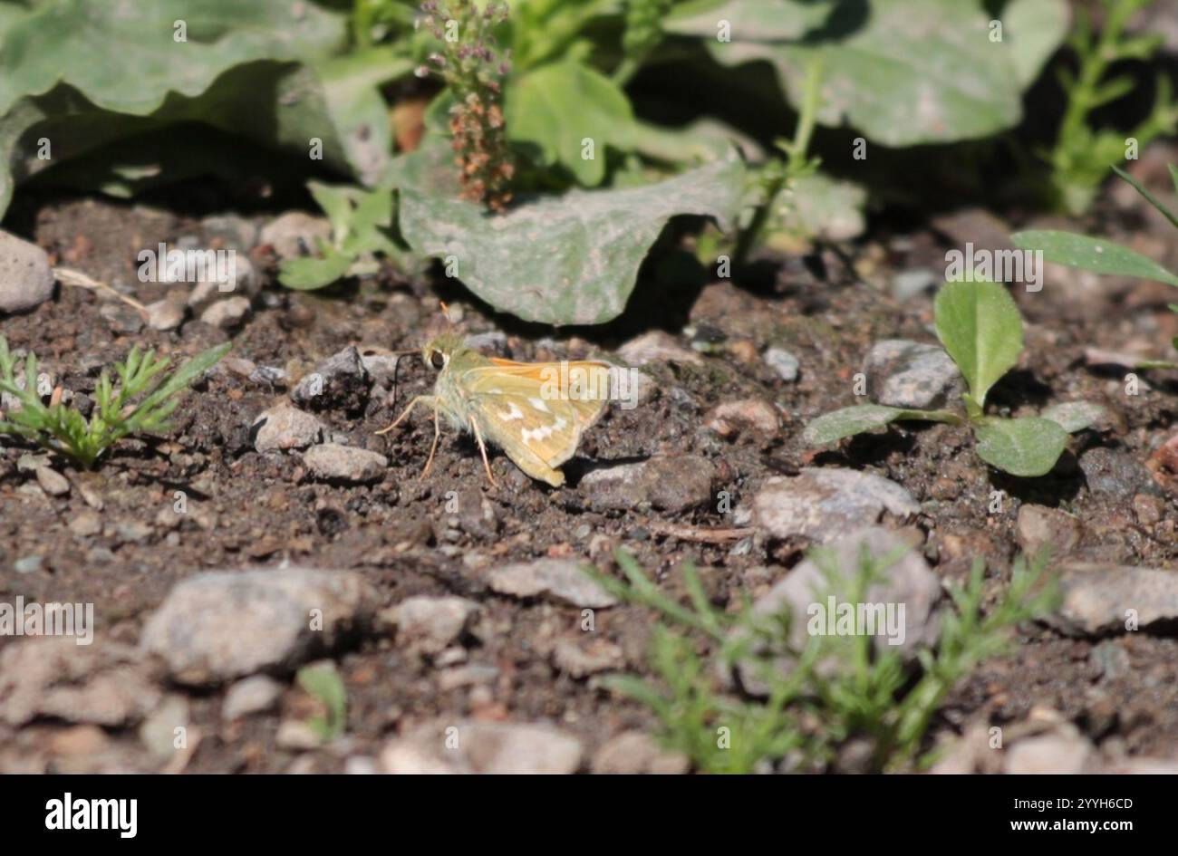 Western Branded Skipper (Hesperia colorado Stock Photo - Alamy