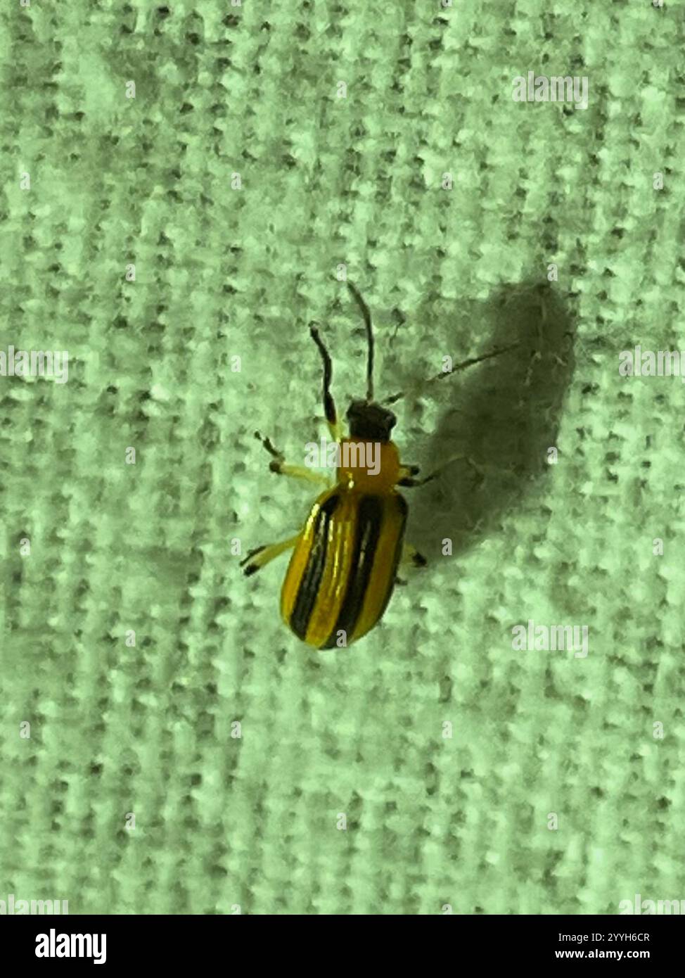 Striped cucumber beetle hi-res stock photography and images - Alamy