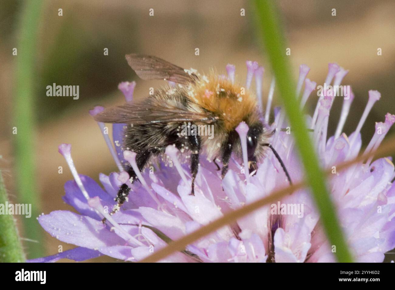 Common Carder Bumble Bee (Bombus pascuorum Stock Photo - Alamy