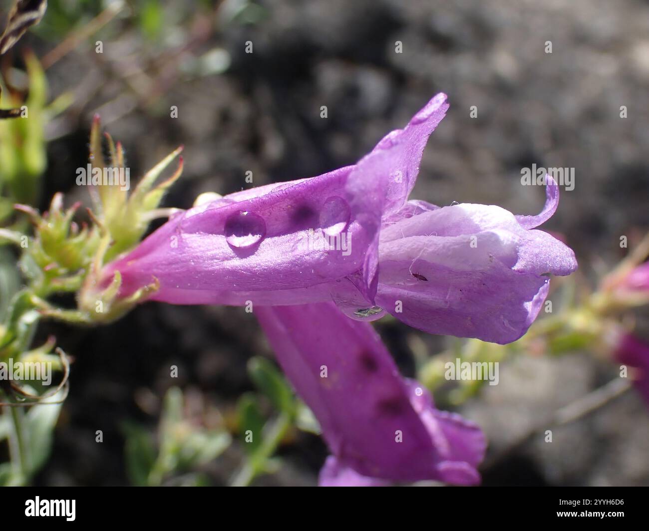 Bush Penstemon (Penstemon fruticosus Stock Photo - Alamy