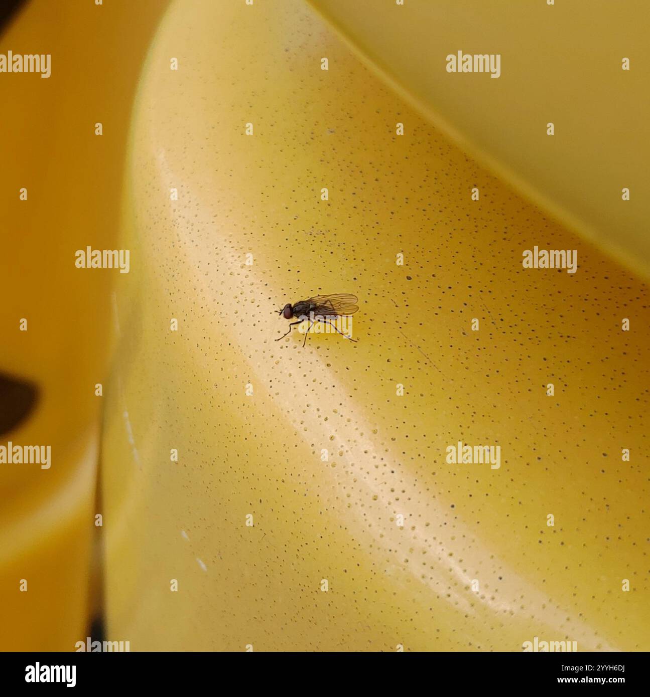 Root-maggot Flies (Anthomyiidae Stock Photo - Alamy