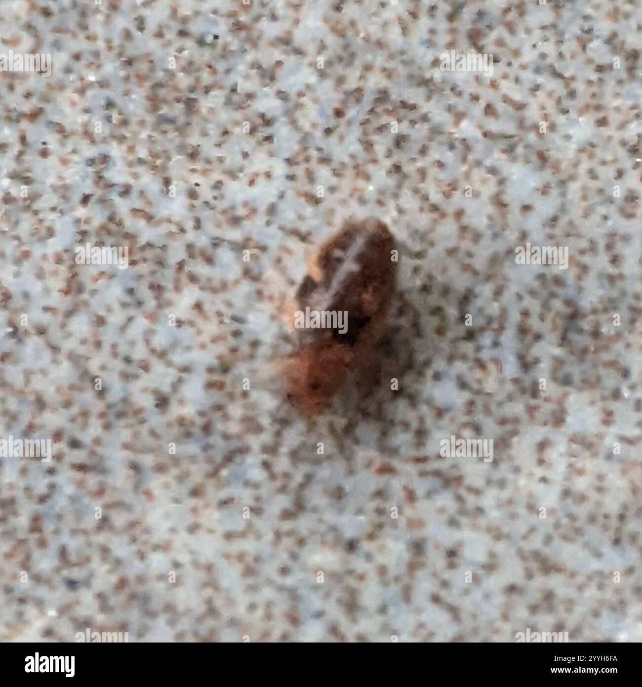 Minute Brown Scavenger Beetles (Latridiidae Stock Photo - Alamy