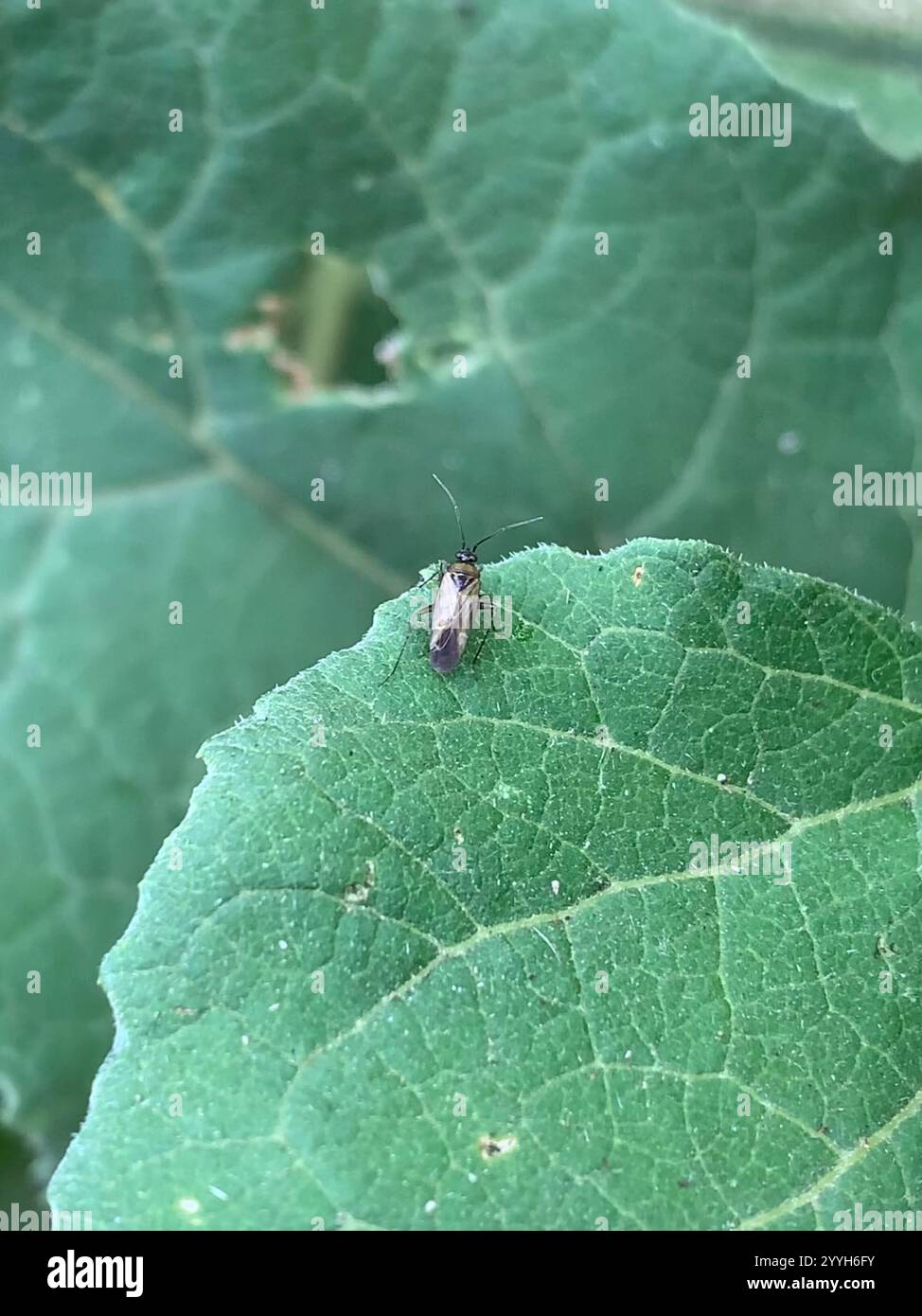 Common Nettle Flower Bug (Plagiognathus arbustorum Stock Photo - Alamy
