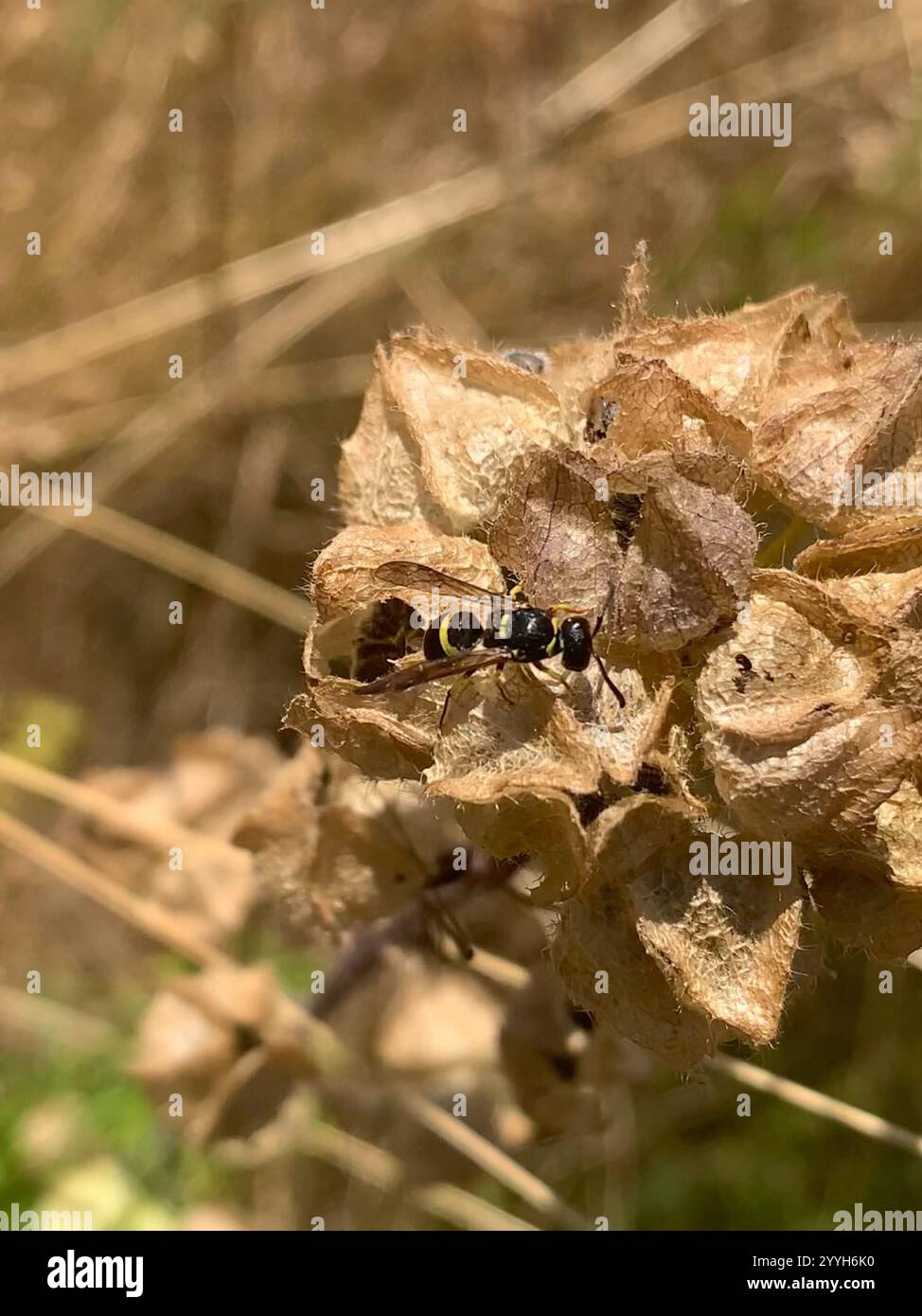 Ancistrocerus gazella hi-res stock photography and images - Alamy