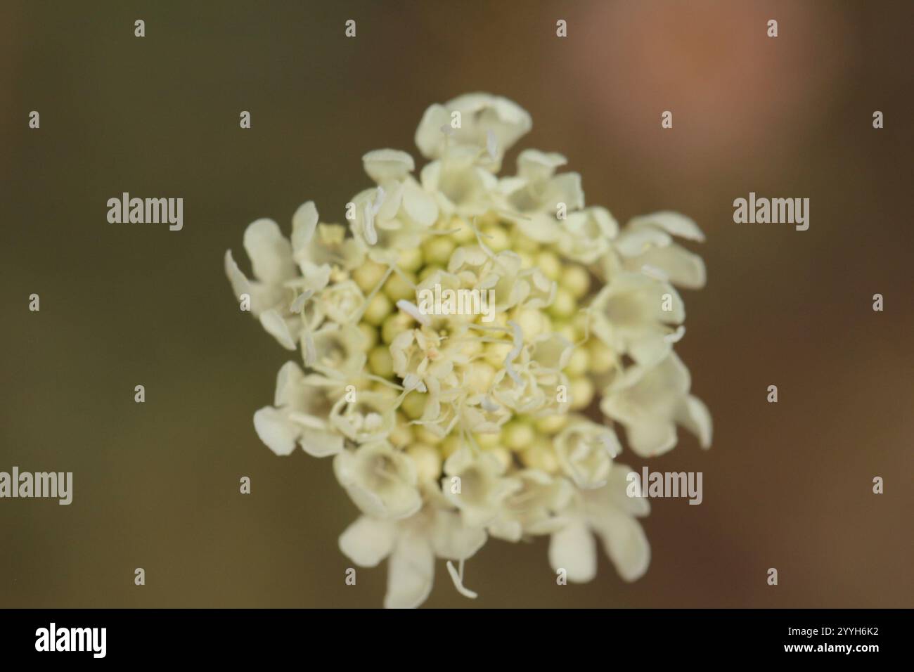 Cream Scabious (Scabiosa ochroleuca Stock Photo - Alamy