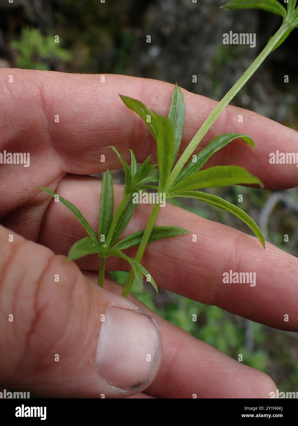 fragrant bedstraw (Galium triflorum Stock Photo - Alamy