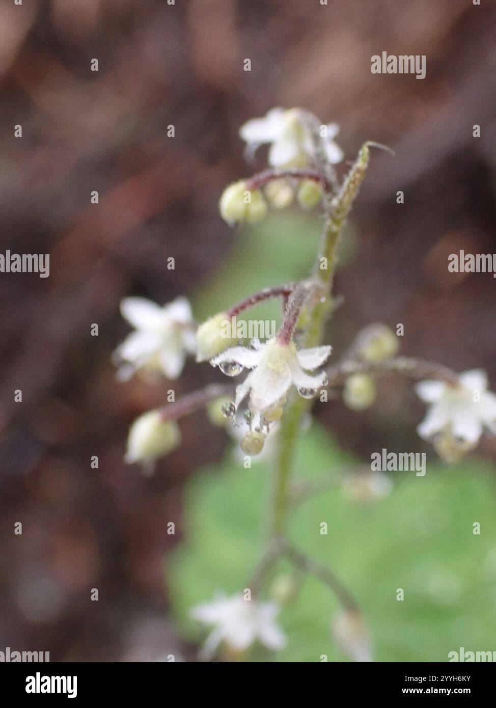 Oneleaf Foamflower (Tiarella trifoliata unifoliata Stock Photo - Alamy