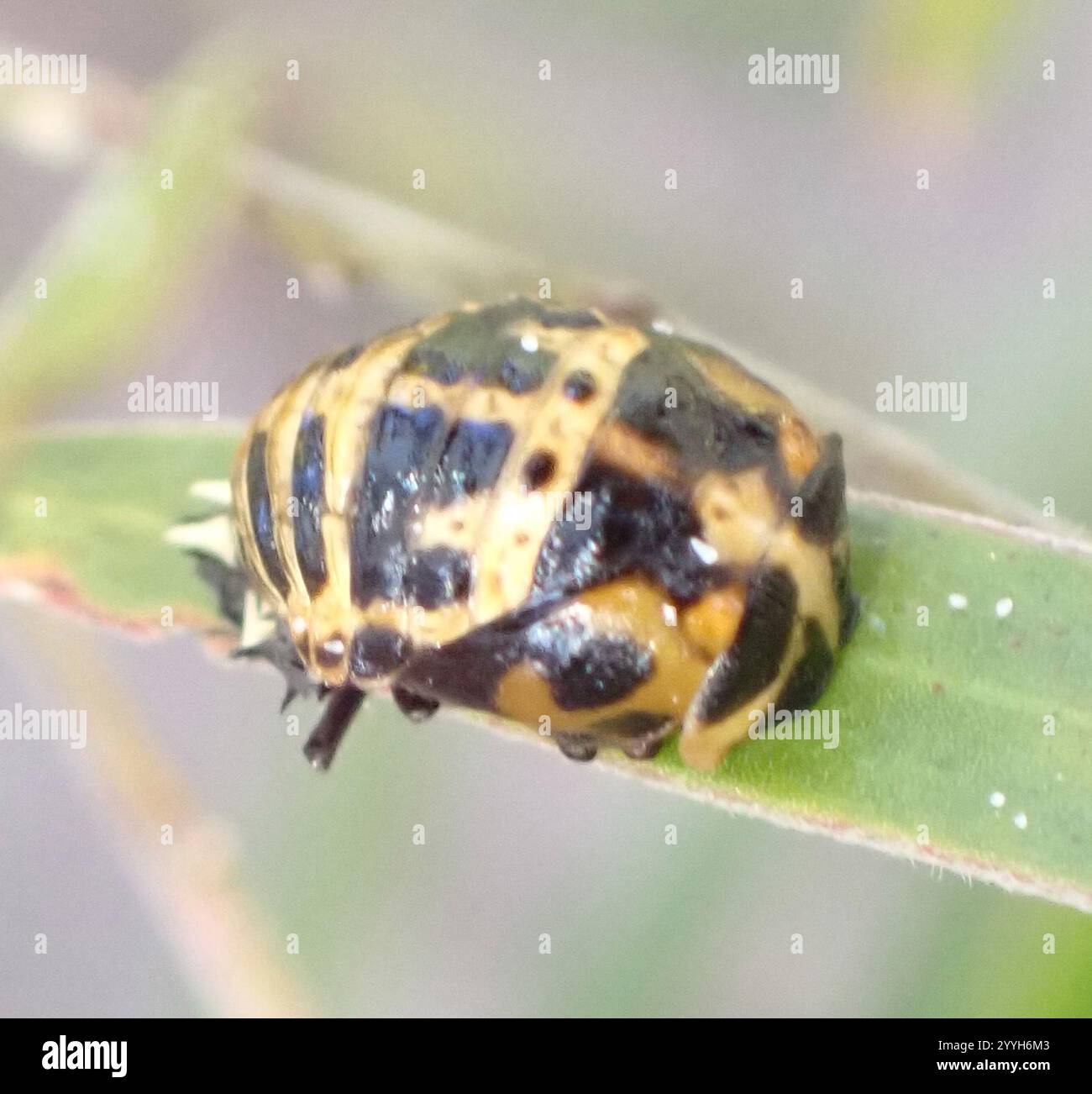 Large Spotted Ladybird (Harmonia conformis Stock Photo - Alamy