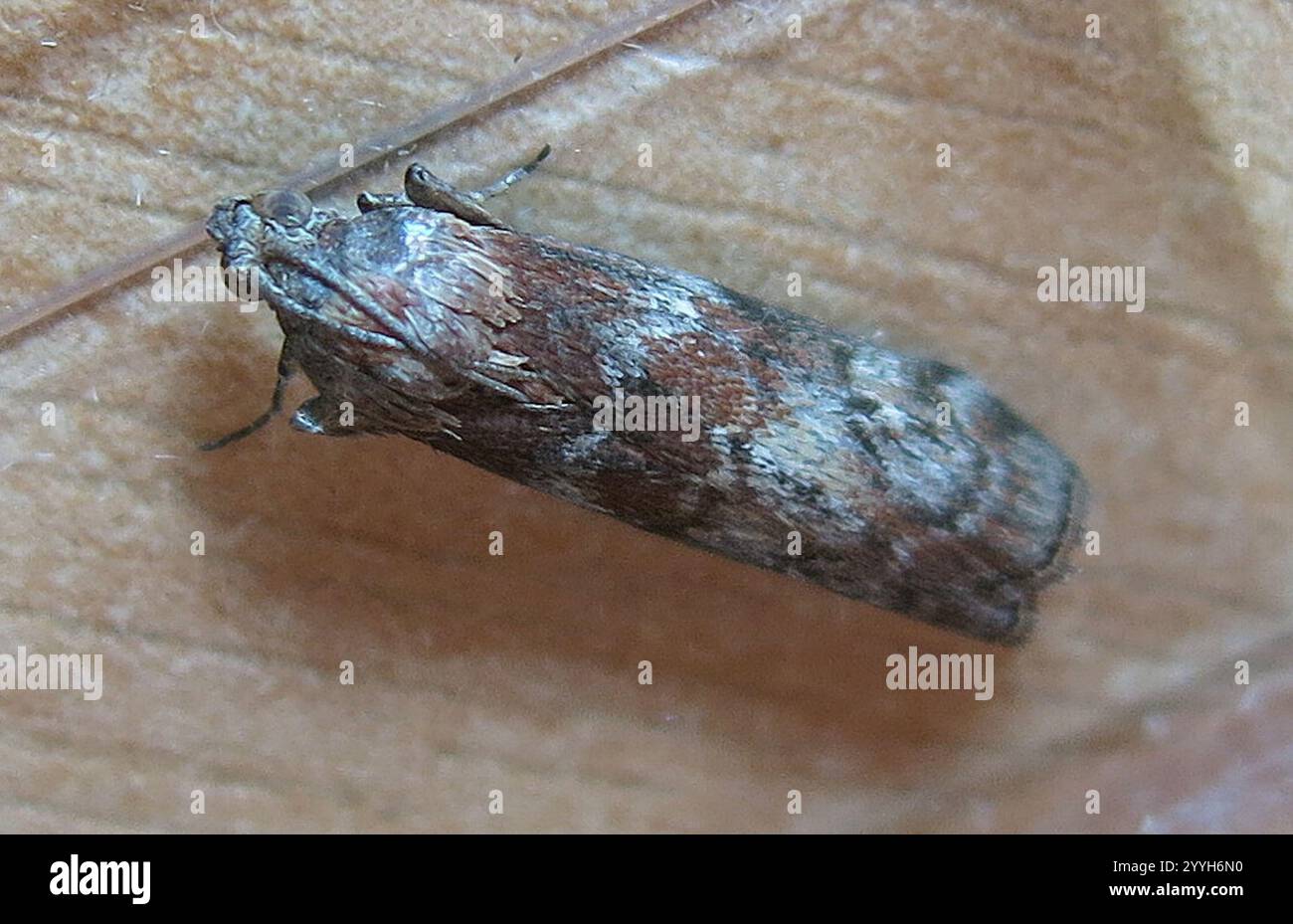 Dotted Oak Knot-horn (Phycita roborella Stock Photo - Alamy