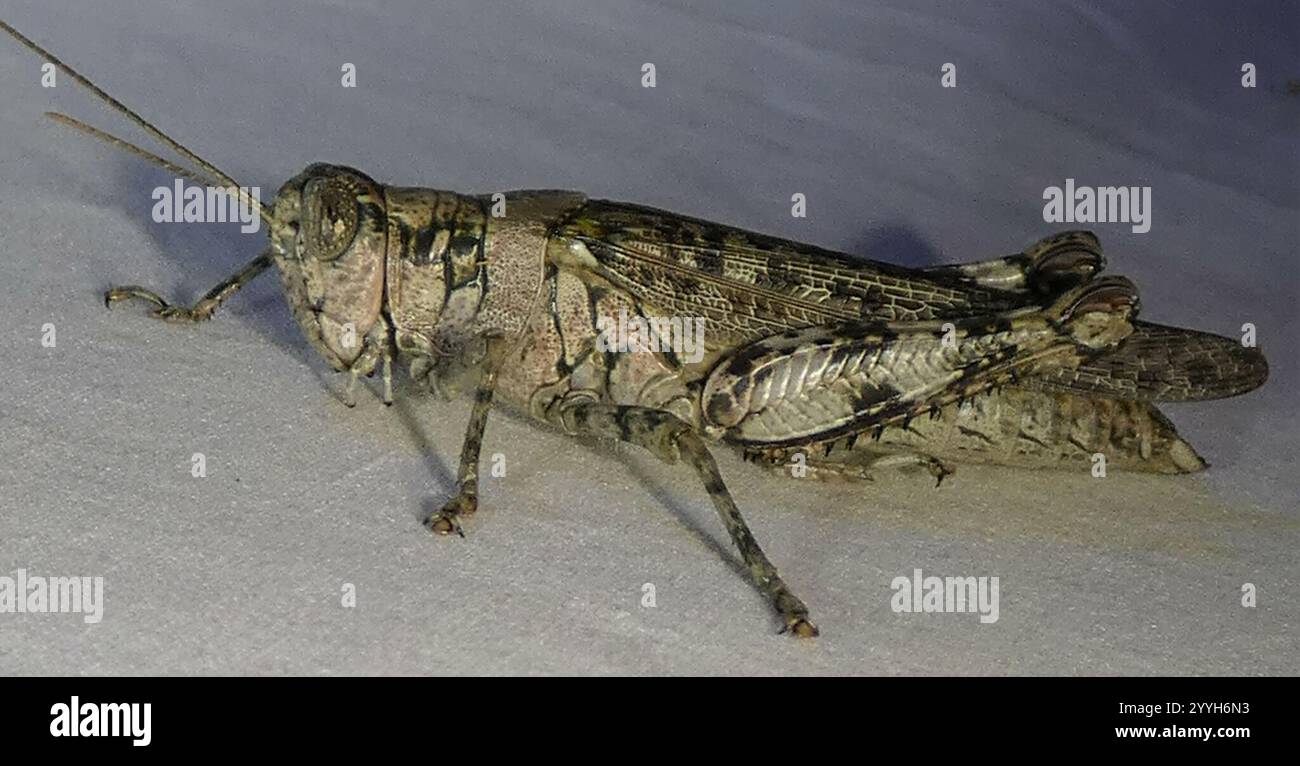 Pine tree Spur-throat Grasshopper (Melanoplus punctulatus Stock Photo ...