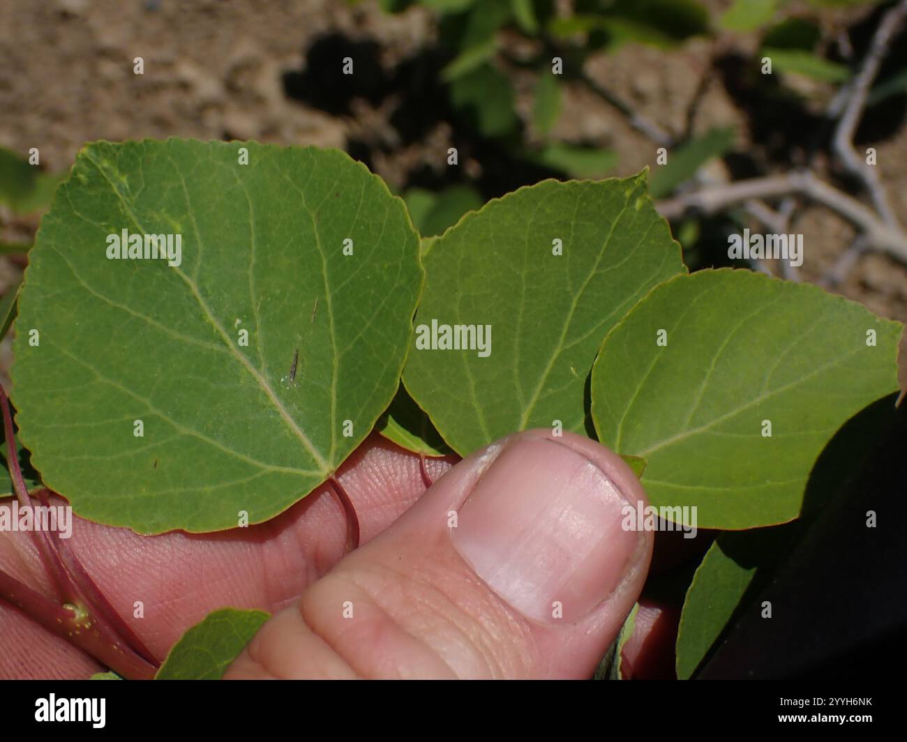 quaking aspen (Populus tremuloides Stock Photo - Alamy