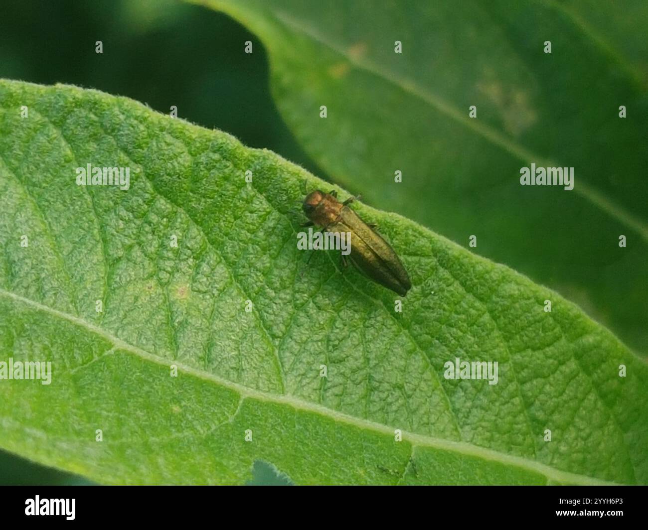 Flatheaded Wood Borer (Agrilus viridis Stock Photo - Alamy