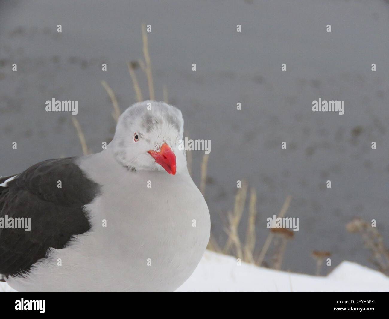 Dolphin Gull (Leucophaeus scoresbii Stock Photo - Alamy