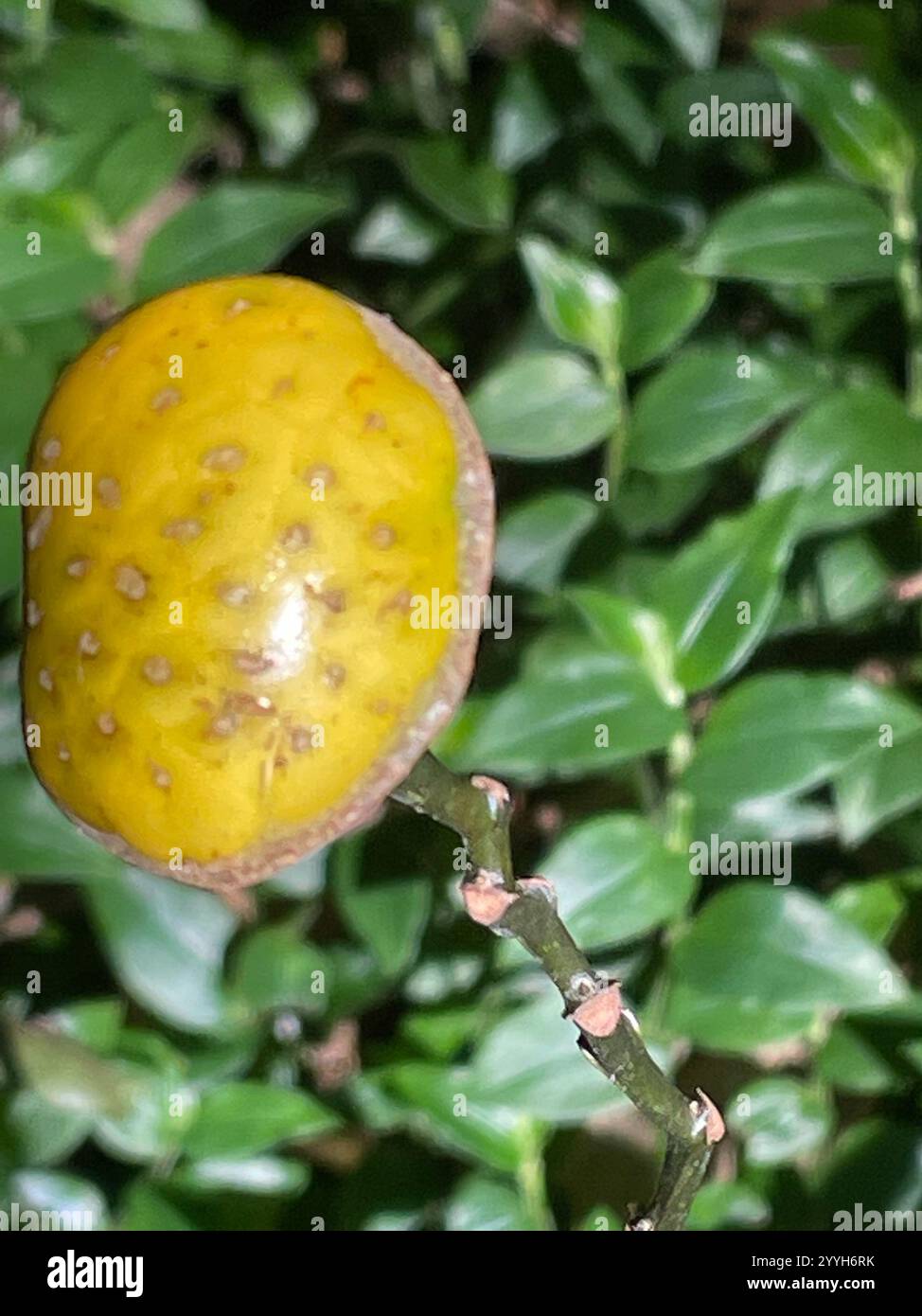 small bolwarra (Eupomatia bennettii Stock Photo - Alamy