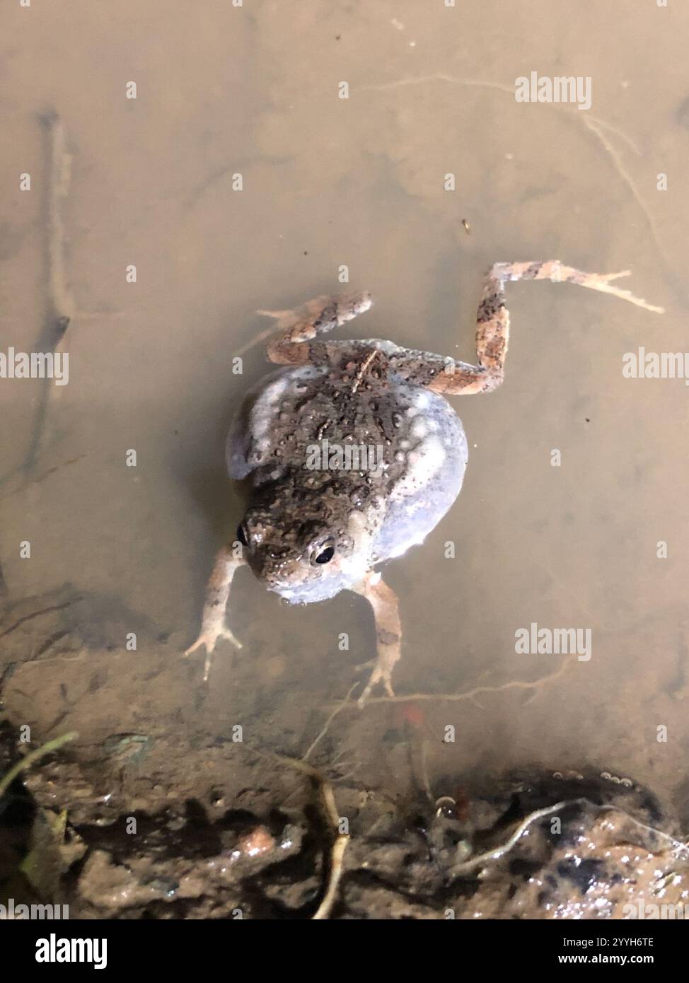 Tungara frog hi-res stock photography and images - Alamy