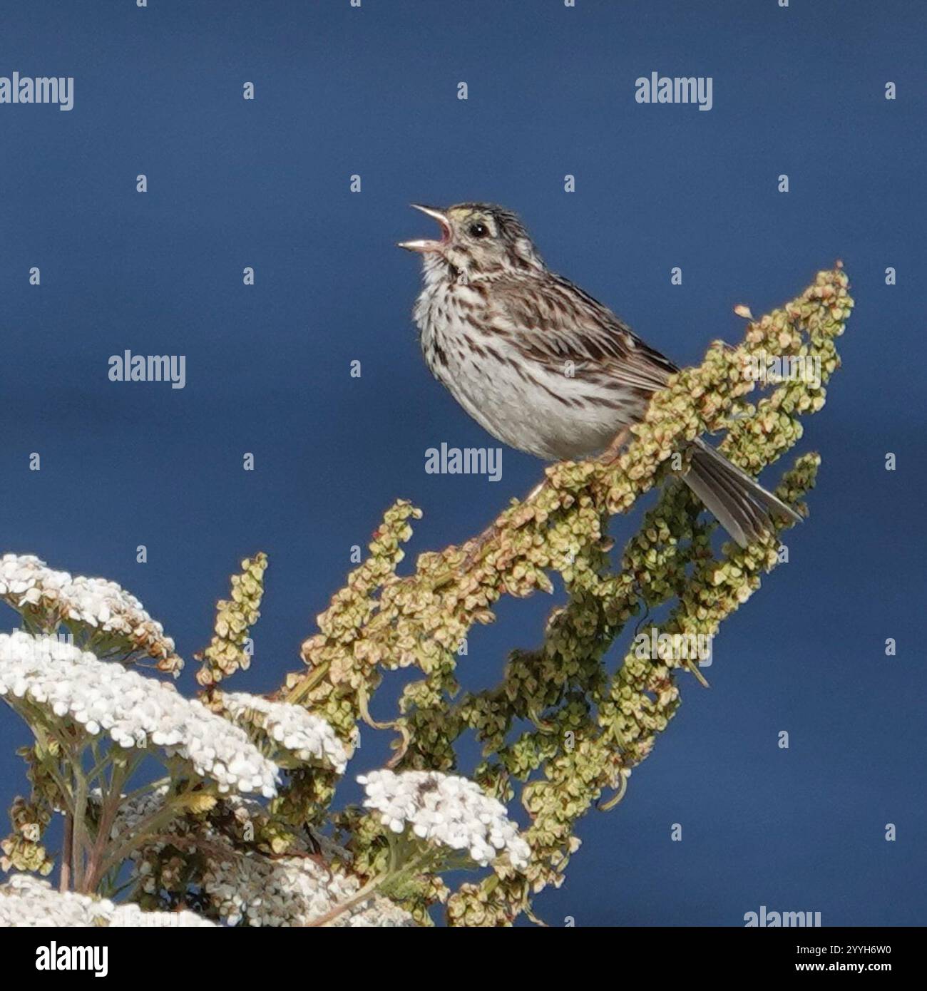 Savannah Sparrow (Passerculus sandwichensis Stock Photo - Alamy