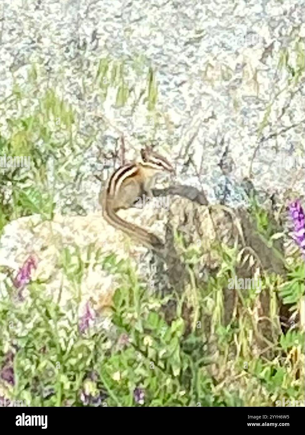 Western chipmunks hi-res stock photography and images - Alamy