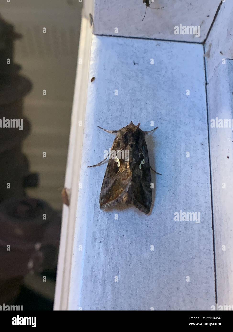 Common Looper Moth (Autographa precationis Stock Photo - Alamy