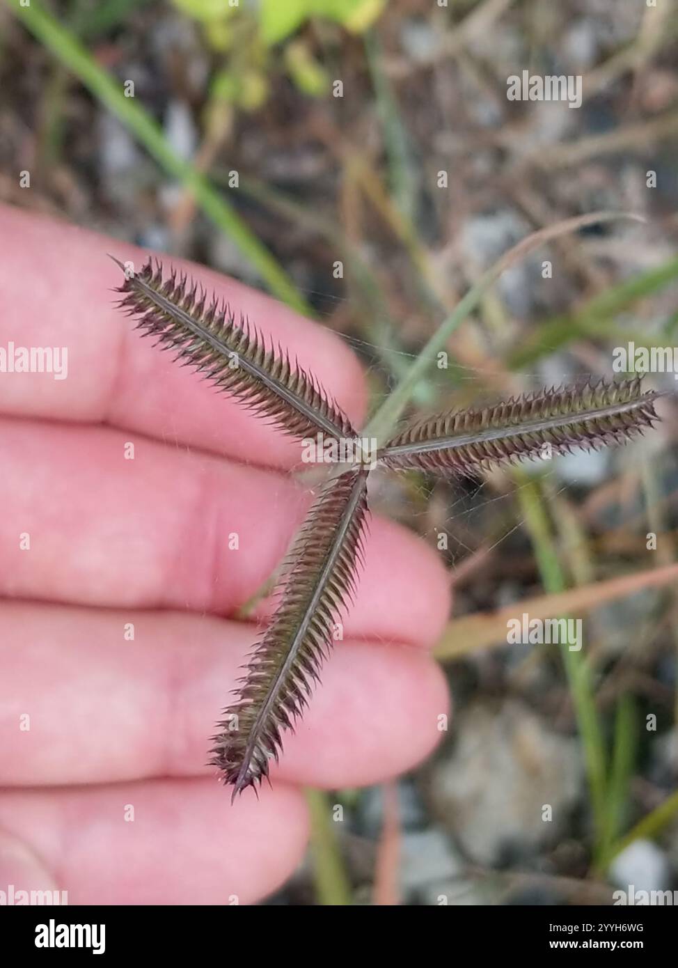 Durban Crowfoot (Dactyloctenium aegyptium Stock Photo - Alamy