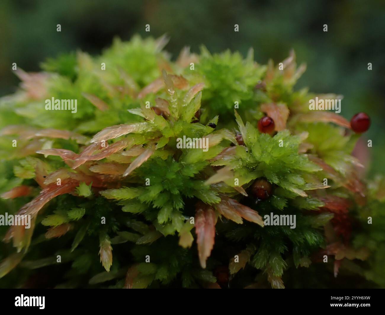 Sphagnum mosses (Sphagnum Stock Photo - Alamy