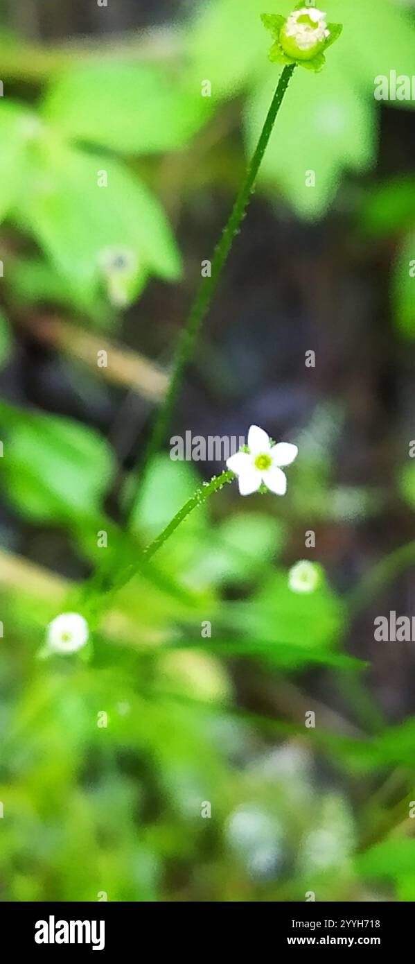 slender-stemmed androsace (Androsace filiformis Stock Photo - Alamy