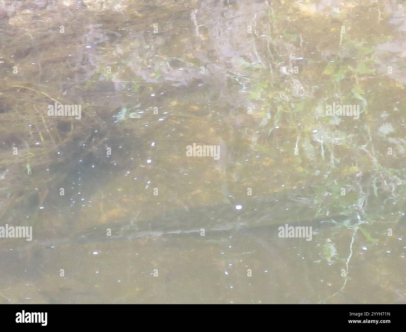 Florida Gar (Lepisosteus platyrhincus Stock Photo - Alamy